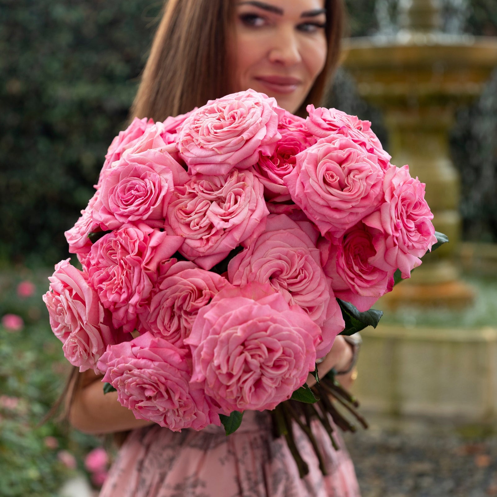Fuchsia Roses - Grace Rose Farm