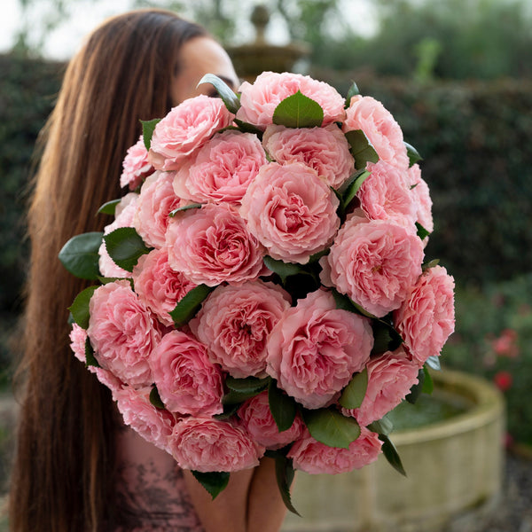 Our Roses – Grace Rose Farm