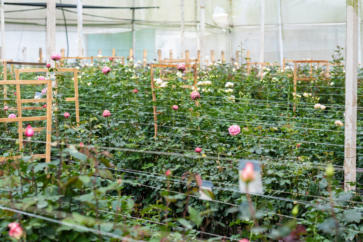 Always in Bloom – Grace Rose Farm