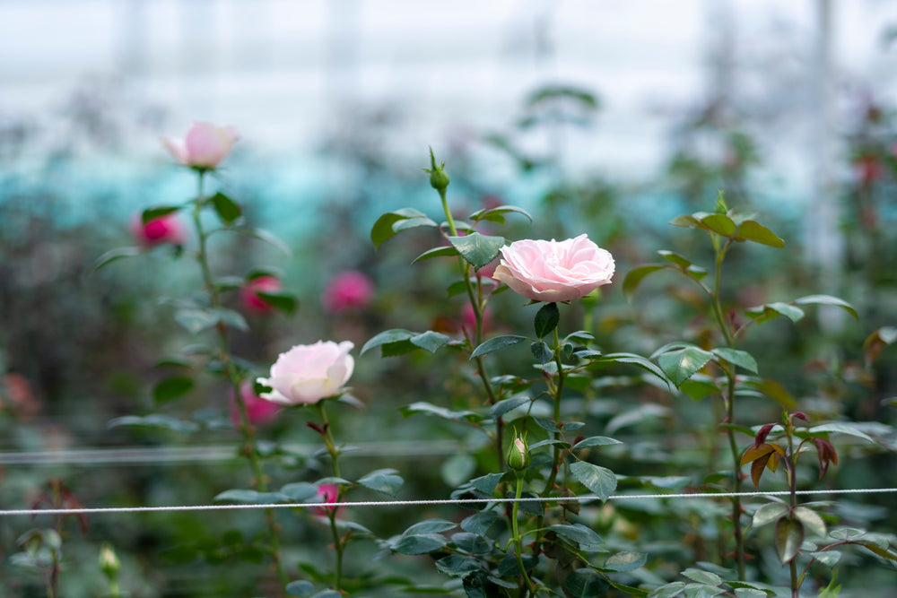 Always in Bloom – Grace Rose Farm