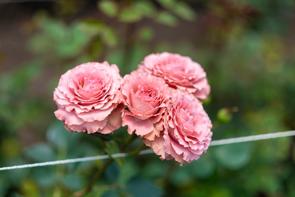 Always in Bloom – Grace Rose Farm