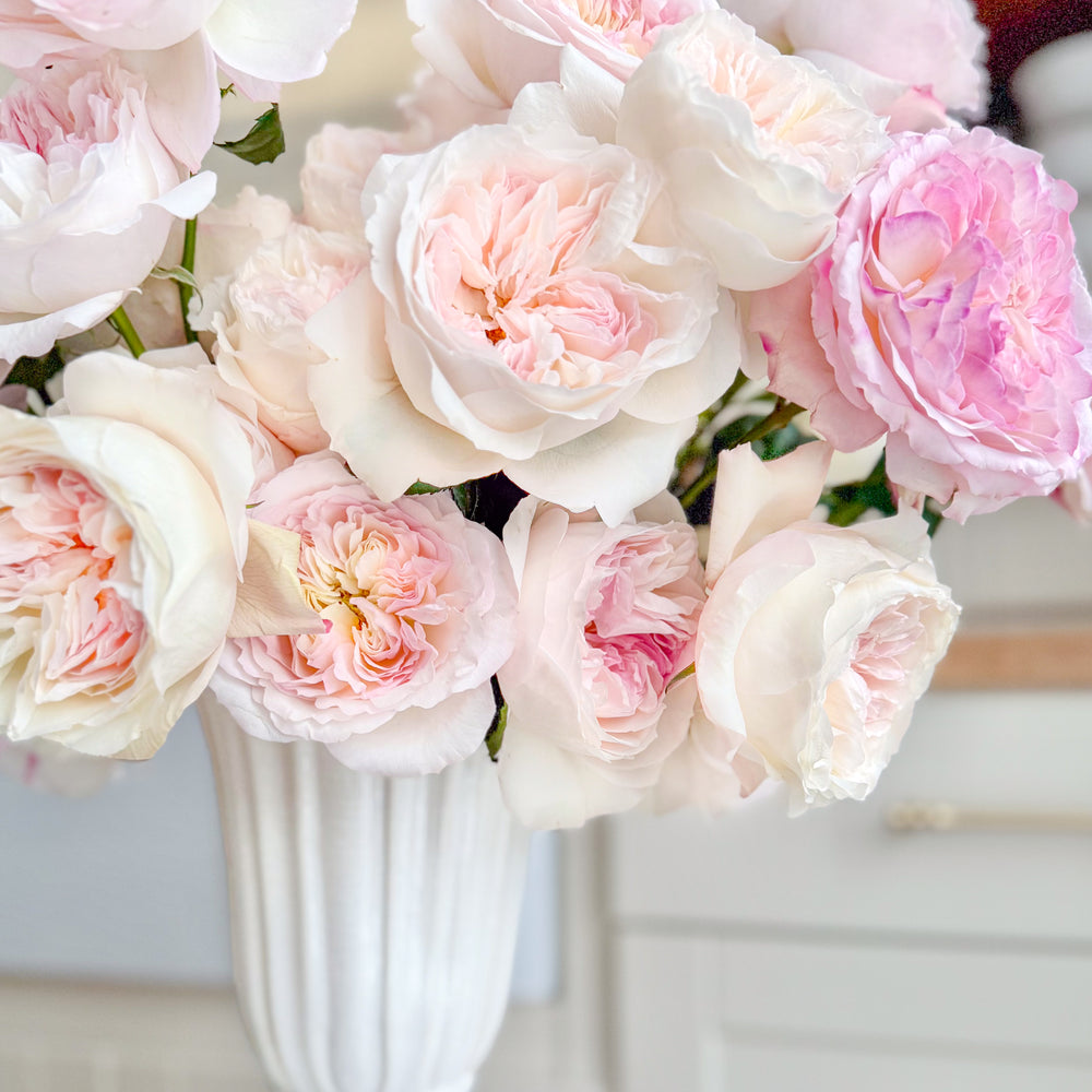 Blush Roses | Vibrant & Feminine Pink Shades | Grace Rose Farm