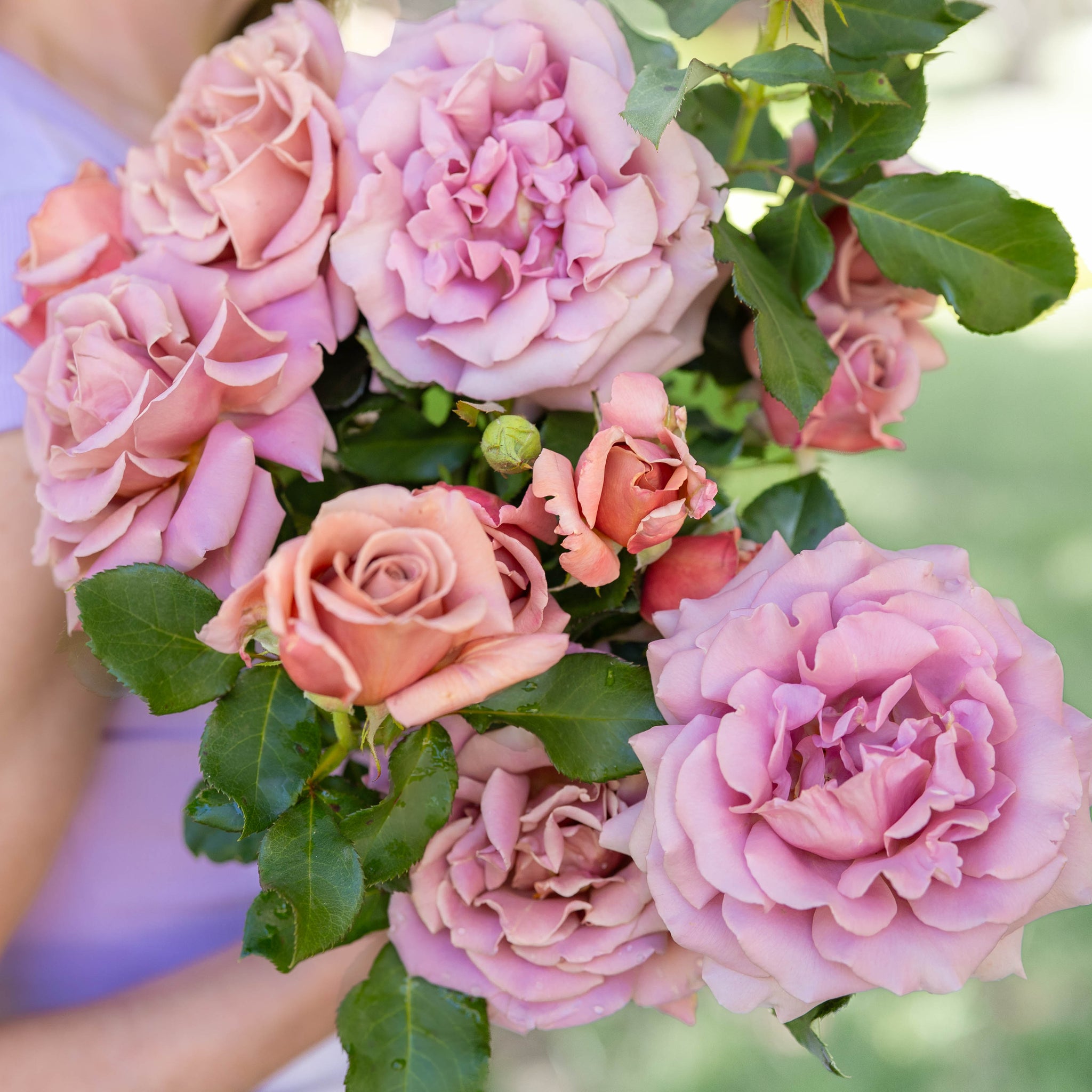 KoKo Loko™ Potted Tree Rose - Grace Rose Farm