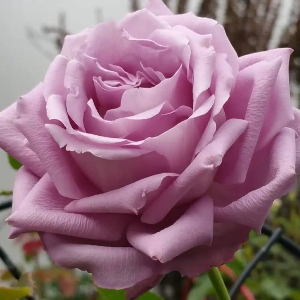 Moonlight Magic Potted Rose Bush | White Hybrid Tea Rose | Grace Rose Farm