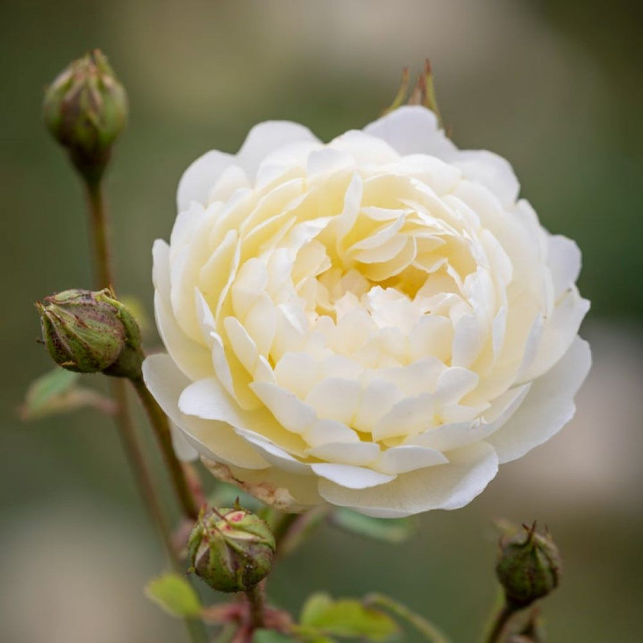 David Austin® Nye Bevan Potted Rose Bush - Grace Rose Farm