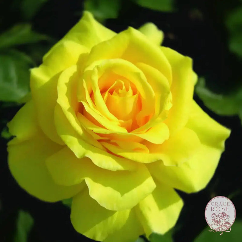 Phyllis Diller™ Potted Rose Bush – Grace Rose Farm