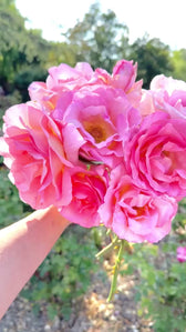 Elle® Potted Rose Bush - Grace Rose Farm