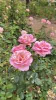 Elle® Potted Rose Bush - Grace Rose Farm