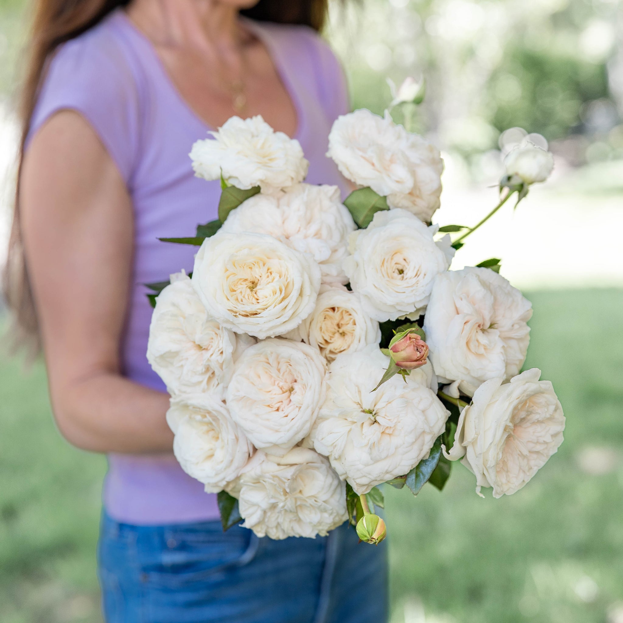 Pure Perfume Potted Rose Bush - Grace Rose Farm