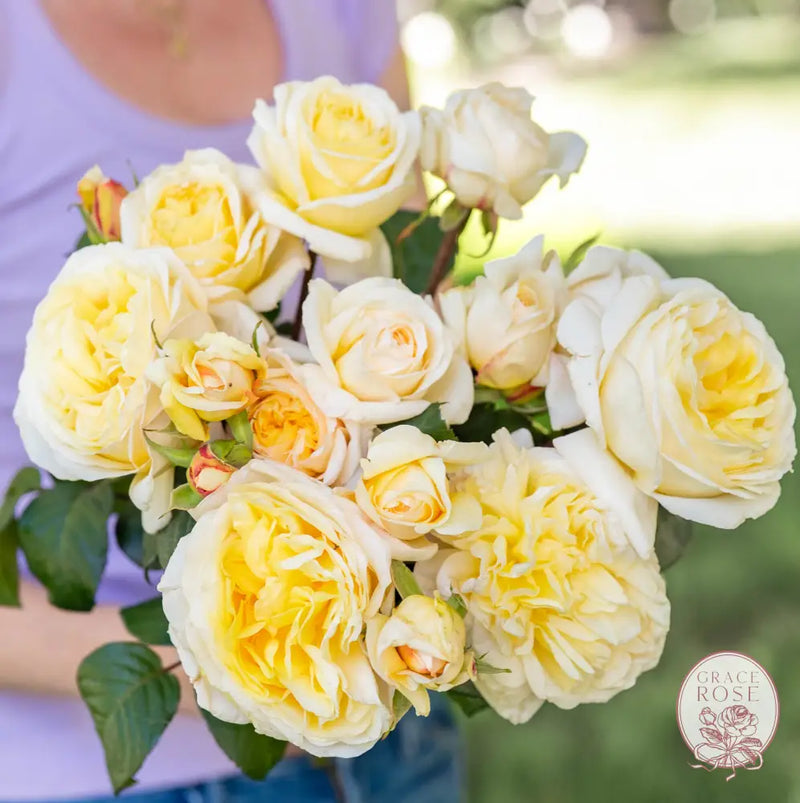 Moonlight Romantica® Potted Own Root Yellow Rose Bush – Grace Rose Farm