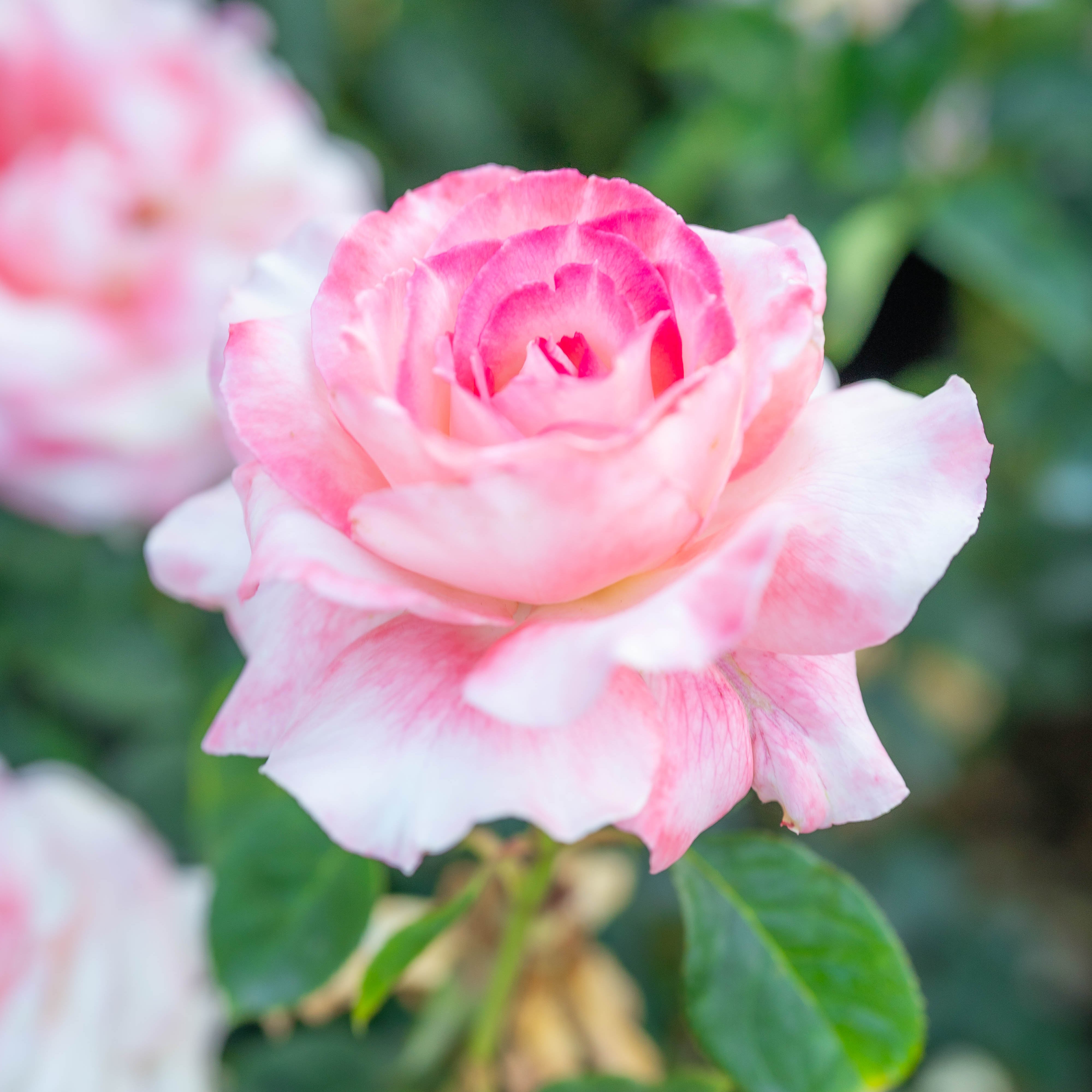 Secret™ Bare Root Rose Bush - Grace Rose Farm
