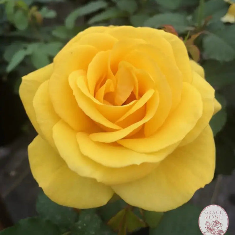 Sol Desire™ Potted Rose Bush – Grace Rose Farm