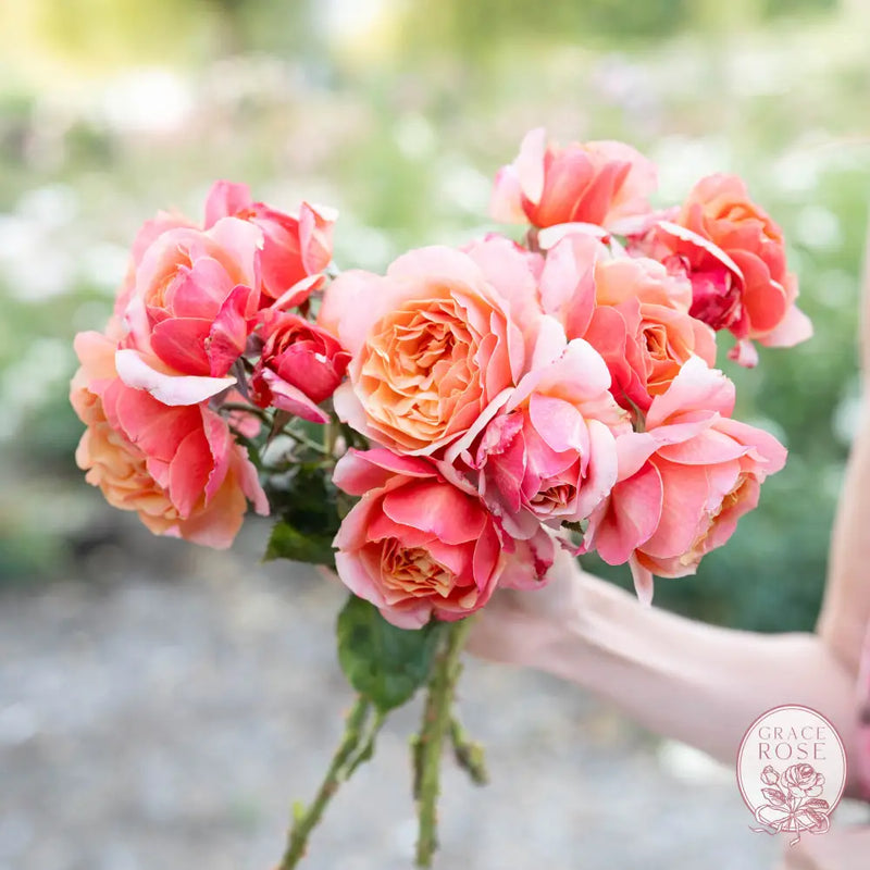 State of Grace ™ Potted Rose Bush – Grace Rose Farm