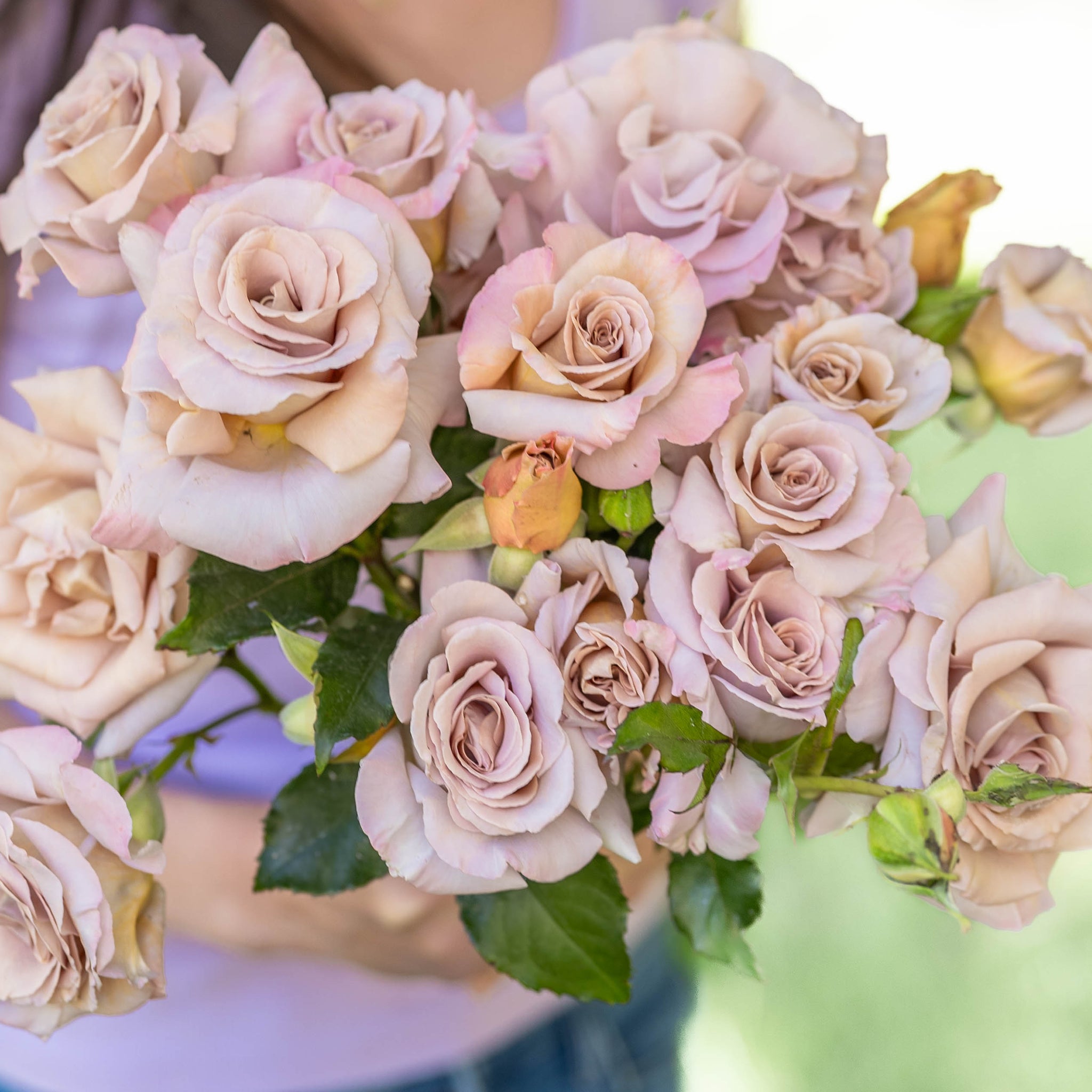 Signature Stephen Rulo Rose Bush | Grace Rose Farm
