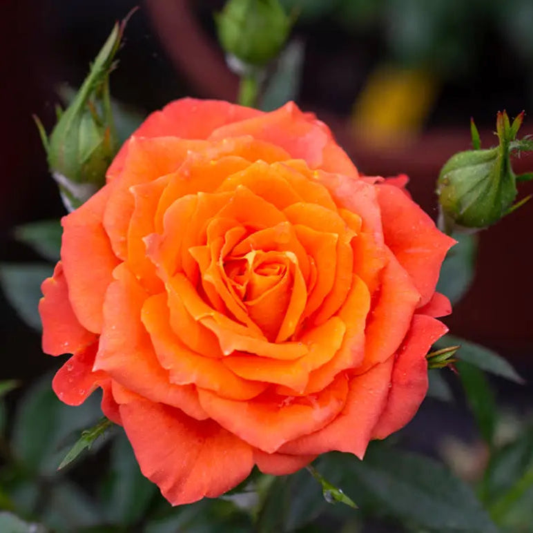 Sunblaze® Amber Potted Rose Bush – Grace Rose Farm
