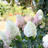 Sweet Starlight Hydrangea Tree | Hardy Panicle Hydrangea | Grace Rose Farm