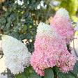 Sweet Starlight Hydrangea Tree | Hardy Panicle Hydrangea | Grace Rose Farm