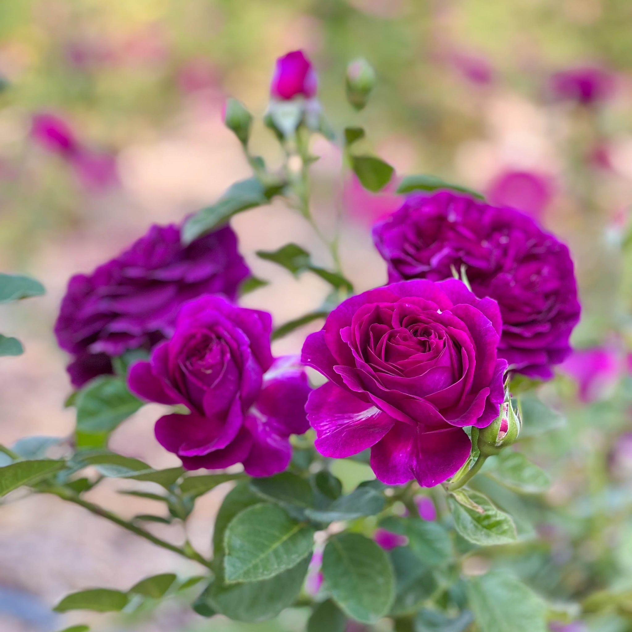 Twilight Zone™ Potted Tree Rose - Grace Rose Farm
