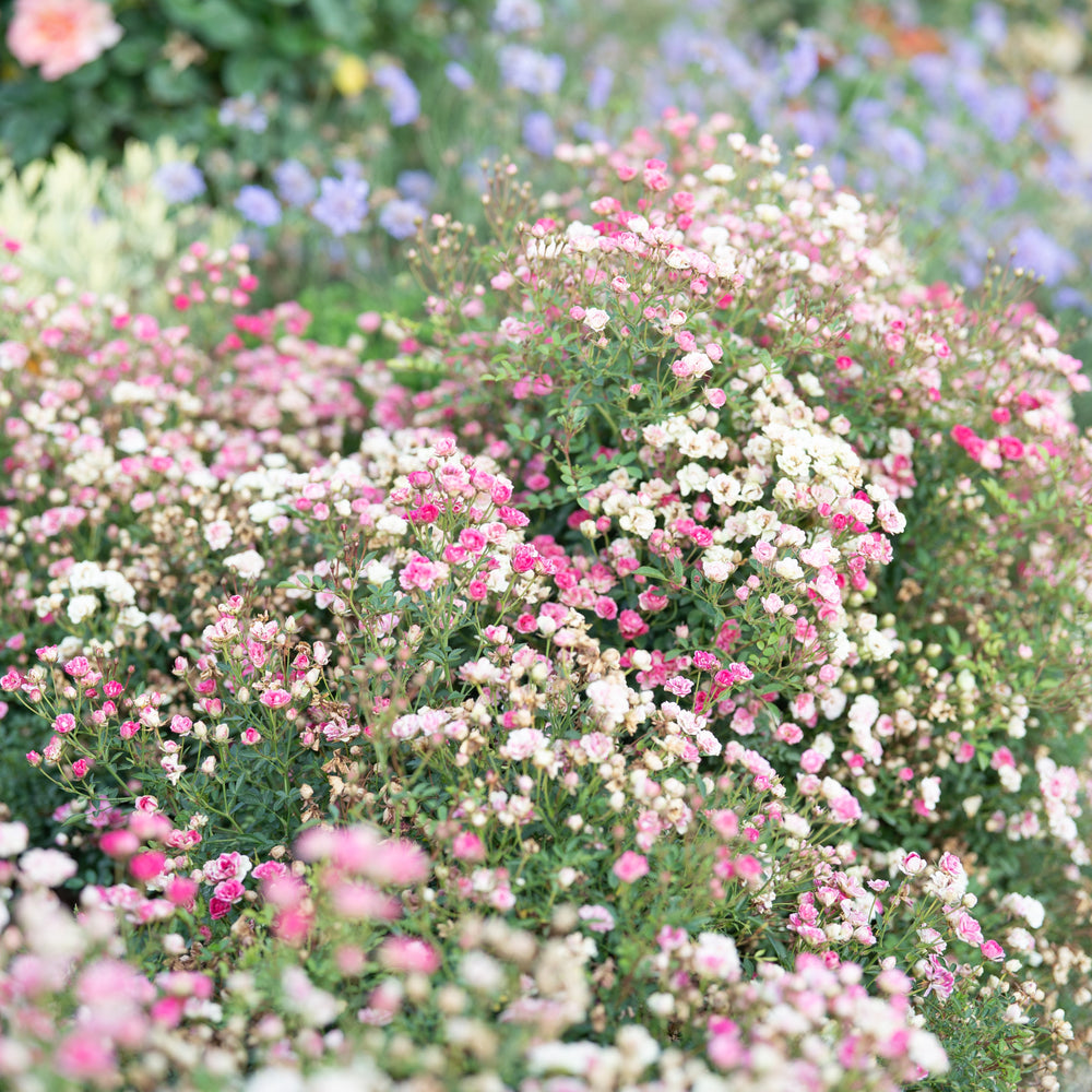 Rose Bush Collection - Grace Rose Farm